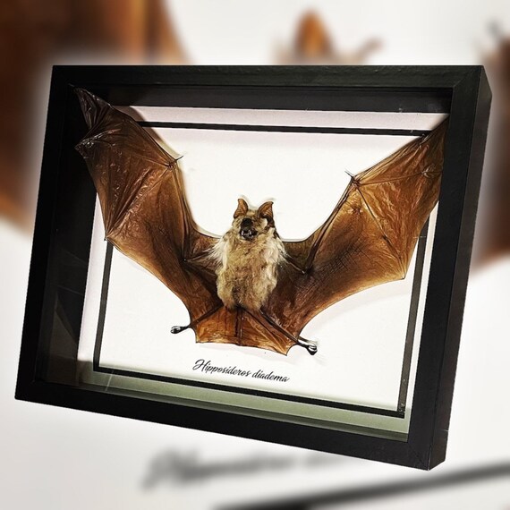 Giant Taxidermy vampire Bat With Scientific Background - Etsy