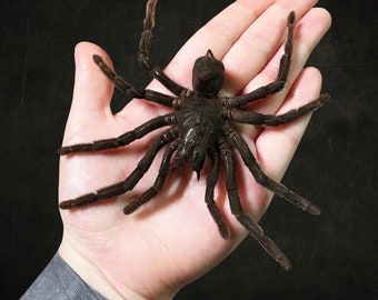 Real Tarantula - Etsy