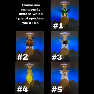 Taxidermy Giant Alien Mantis - Oddities and Curiosities - Gothic Home ...