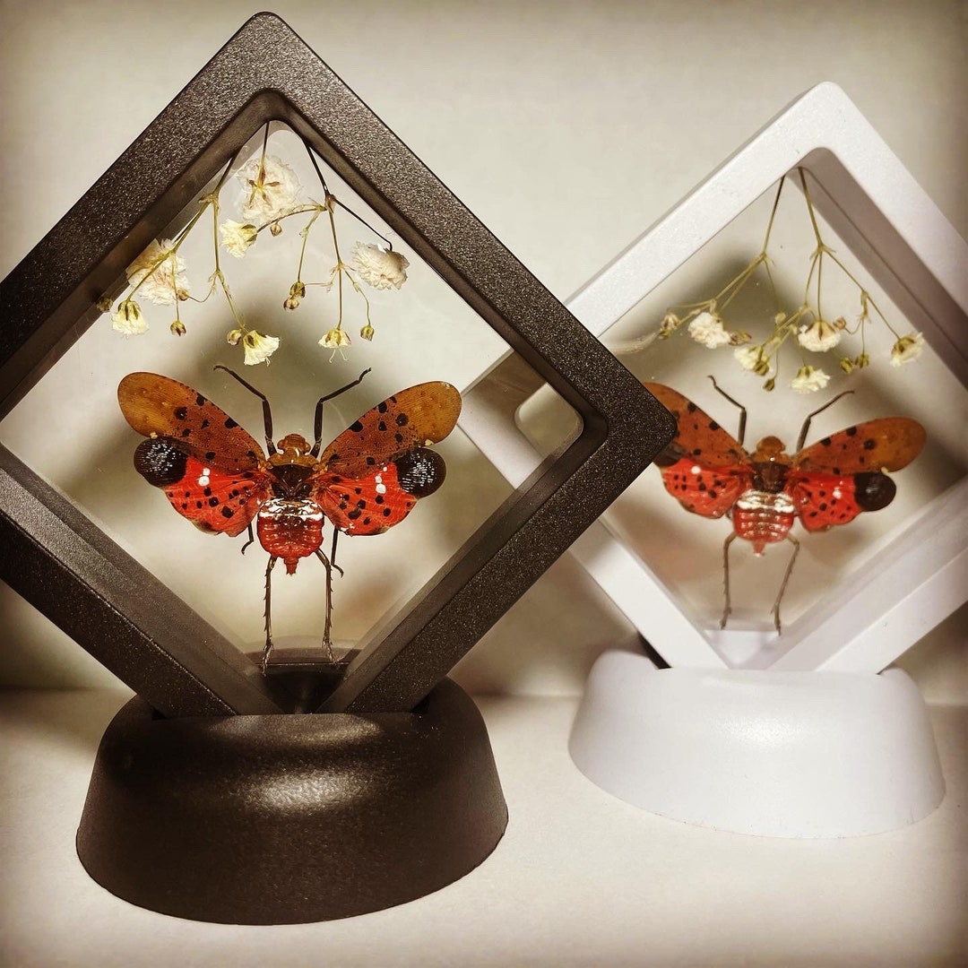 Floating Spotted Lanternfly Taxidermy - Penthicodes Atomaria - Etsy