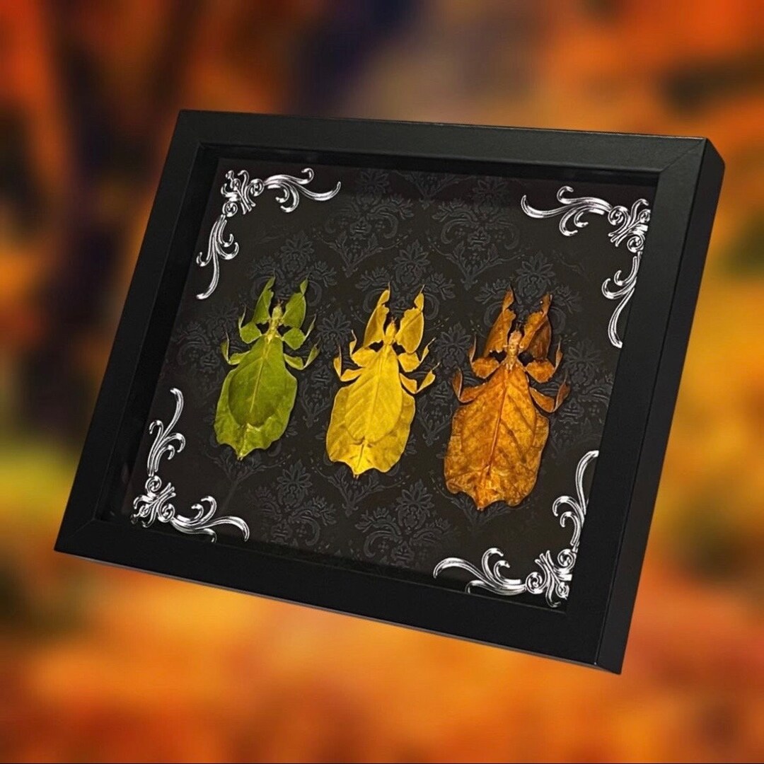 Taxidermy Leaf Bugs With Printed Background Rare Insects Rare Leaf Bugs ...