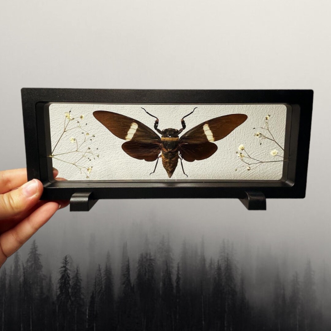 Floating Taxidermy Giant Striped Cicada Tosena Albata Oddities and ...