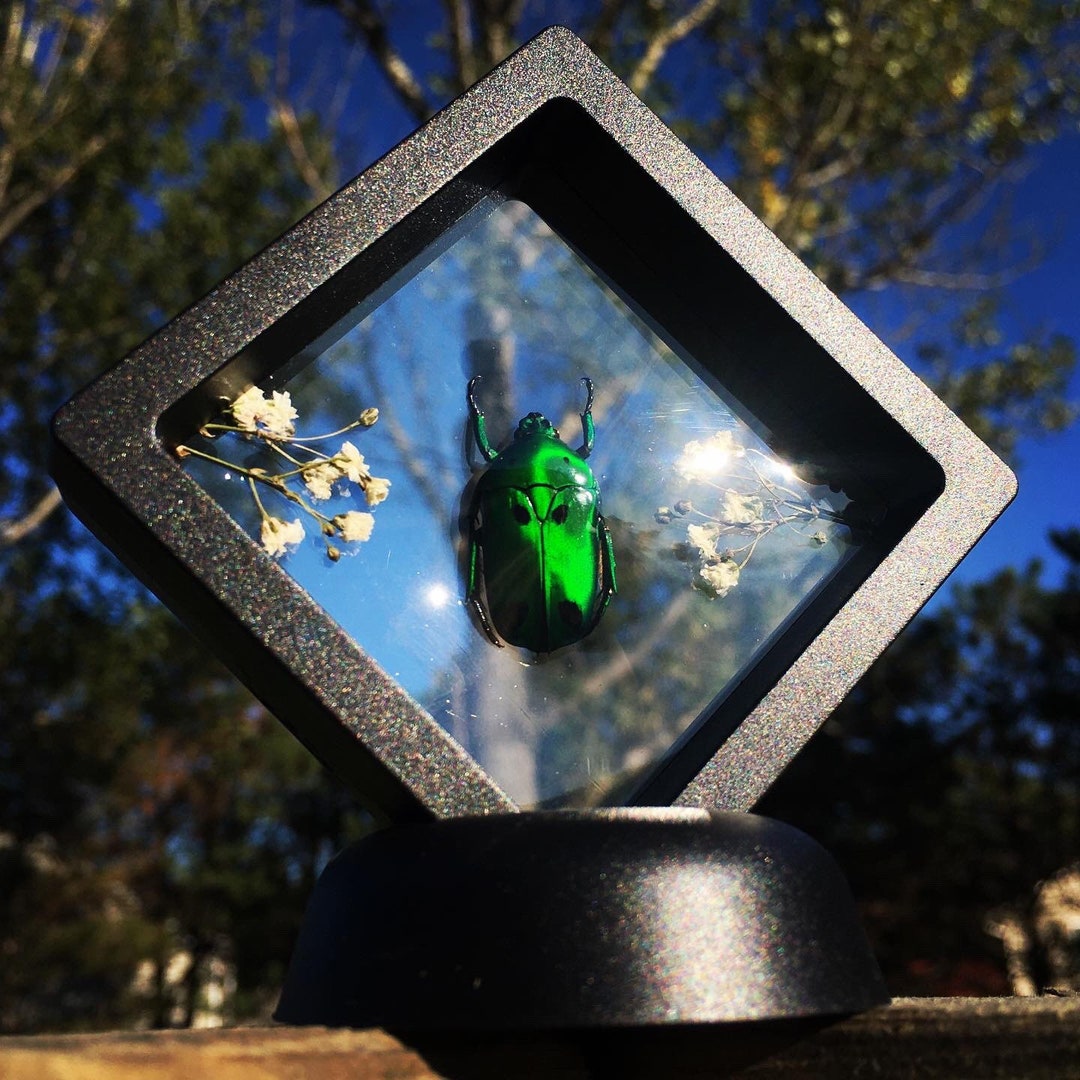 Floating Green Jewel Beetle Taxidermy - Assorted Species - Oddities and ...