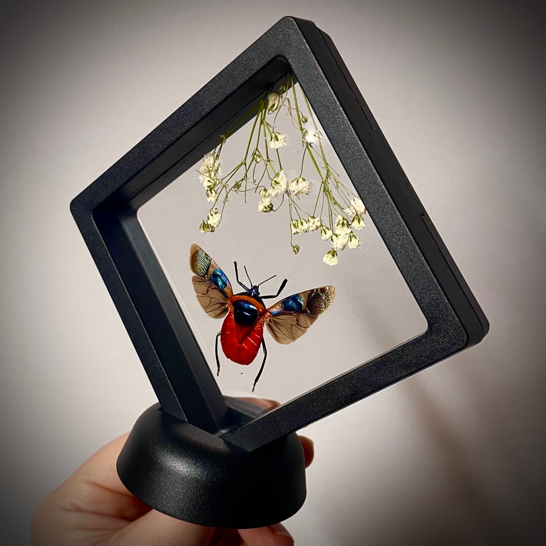 XL Floating Red Mask Beetle Taxidermy Oddities and Curiosities ...