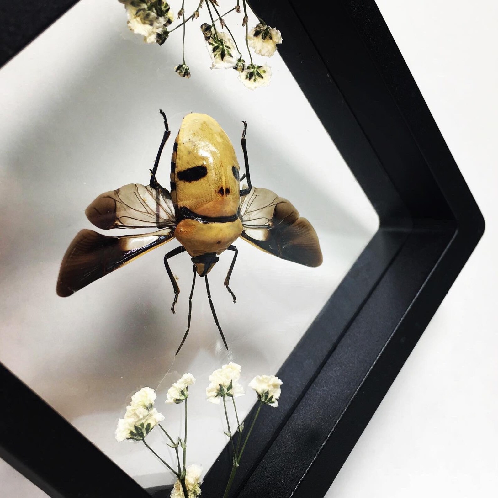 XL Floating Human Skull Beetle Taxidermy Eucorysses Grandis - Etsy