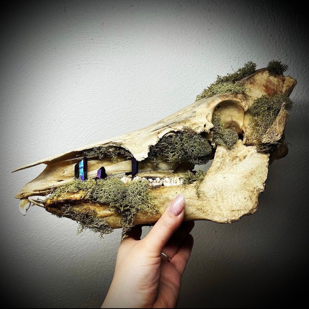 Real Boar Skull With Moss and Hidden Crystals Oddities and - Etsy