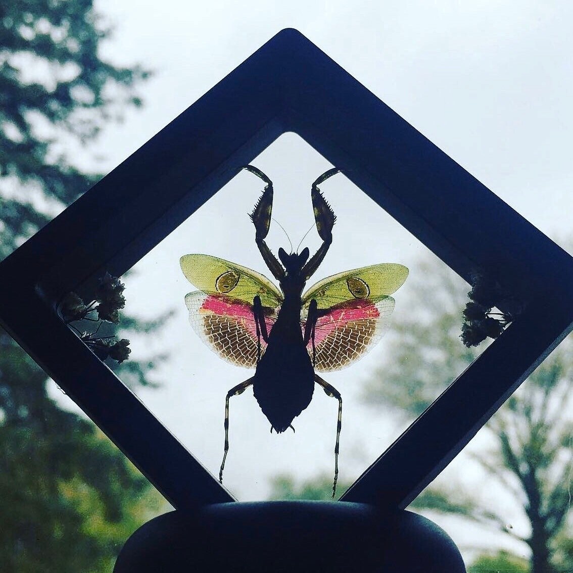 Floating Jeweled Flower Praying Mantis Taxidermy Creobroter Gemmatus ...