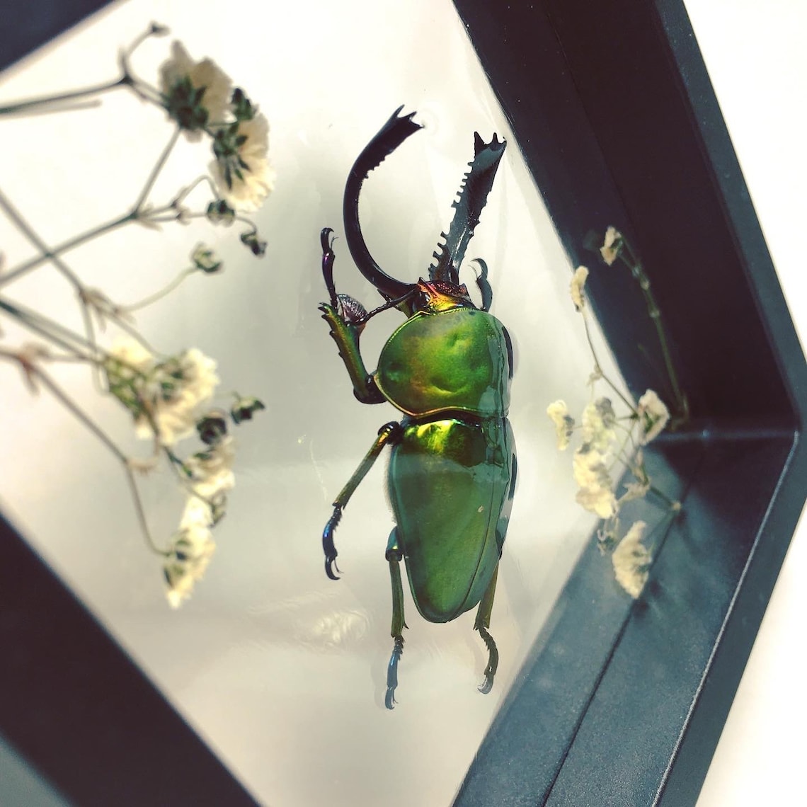 XL Floating Green Stag Beetle Taxidermy Lamprima Adolphinae | Etsy