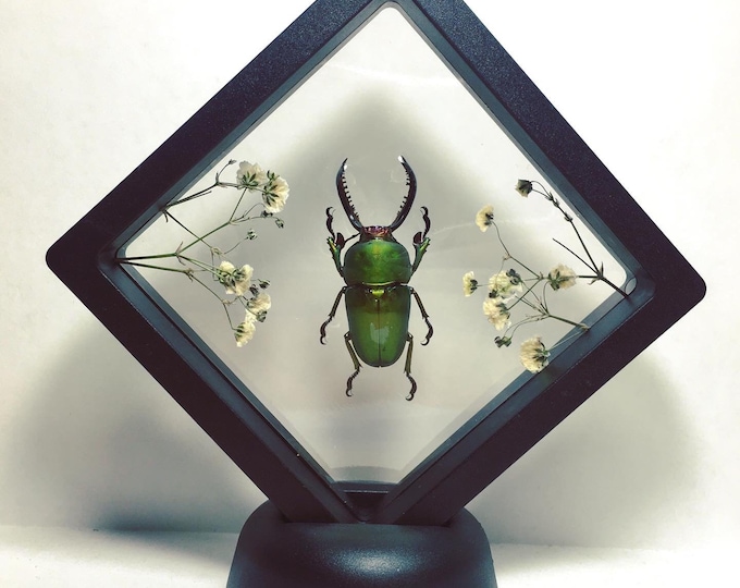 XL Floating Green Stag Beetle Taxidermy Lamprima Adolphinae - Etsy