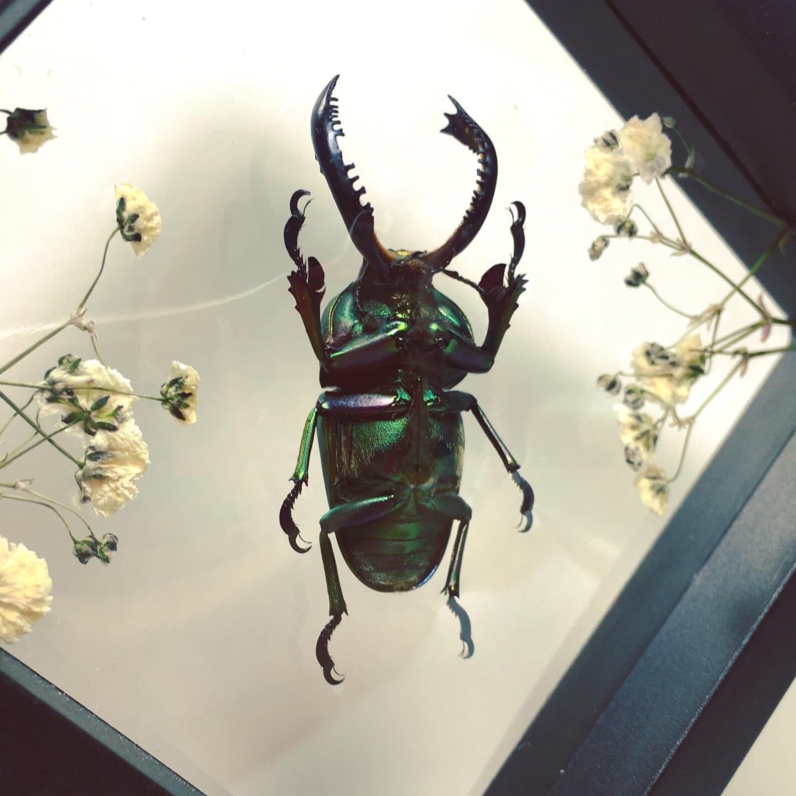 XL Floating Green Stag Beetle Taxidermy Lamprima Adolphinae - Etsy