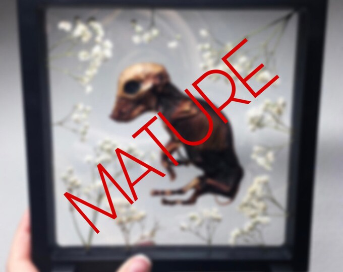Real Taxidermy Floating Mummified Fetal Pig With Flowers Oddities and ...