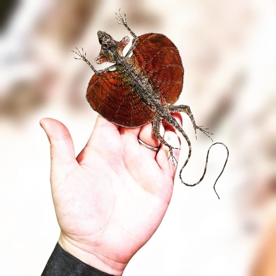 Taxidermy Red Mummified Flying Lizard Draco Volans - Etsy