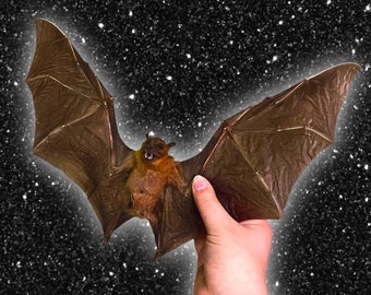 Bat Taxidermy - Etsy