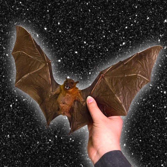 Giant Taxidermy vampire Bat Individually Packaged - Etsy