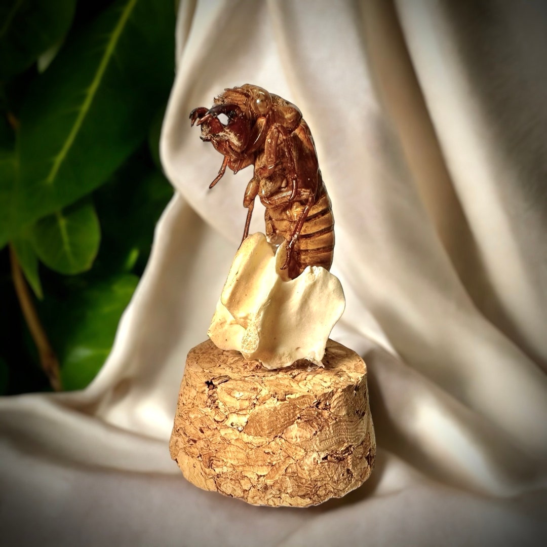 Brood XIII Cicada Shell Dome Display With Real Moss Faux Flowers ...