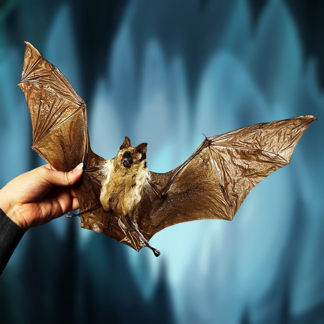Giant Taxidermy vampire Bat Individually Packaged - Etsy
