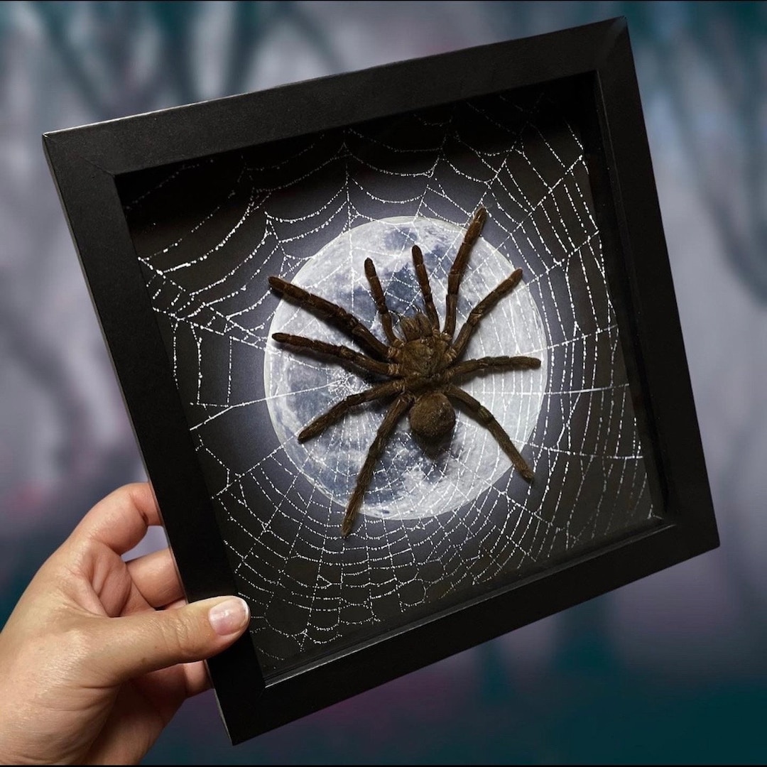 Taxidermy Framed Tarantula With Moon CUSTOM Oddities and Curiosities ...