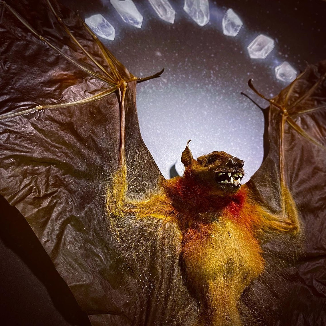 CUSTOM Giant Taxidermy vampire Bat With Crystals | Etsy Australia