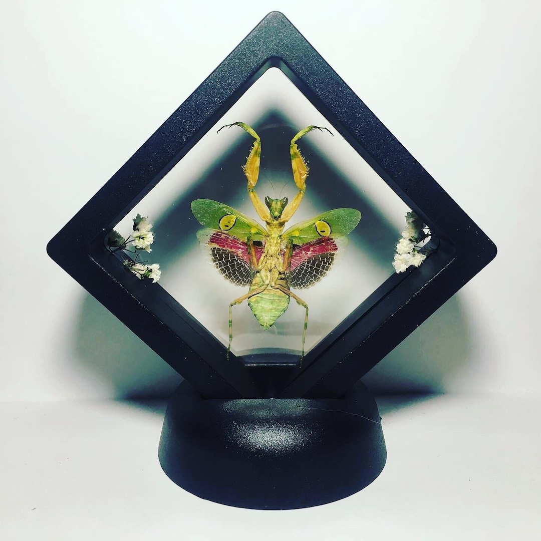 Floating Jeweled Flower Praying Mantis Taxidermy Creobroter Gemmatus ...