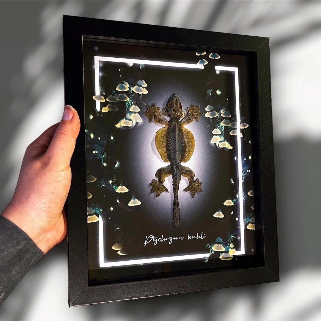 Taxidermy Mummified Flying Lizard Oddities and Curiosities Gothic Home ...