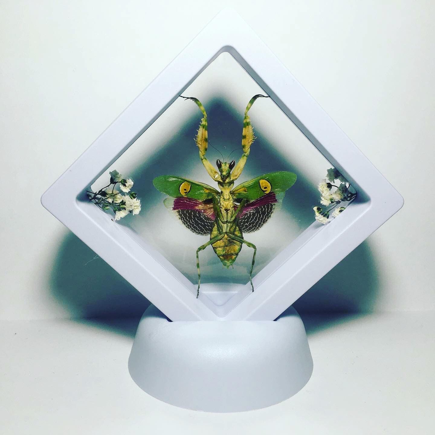 Floating Jeweled Flower Praying Mantis Taxidermy Creobroter Gemmatus ...