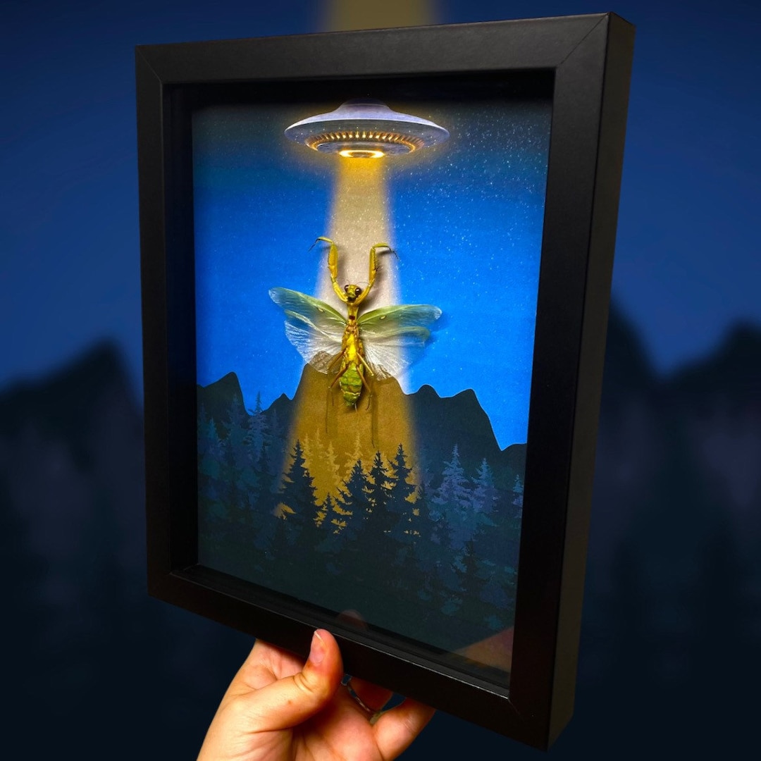 Taxidermy Giant Alien Mantis Oddities and Curiosities Gothic Home Decor ...