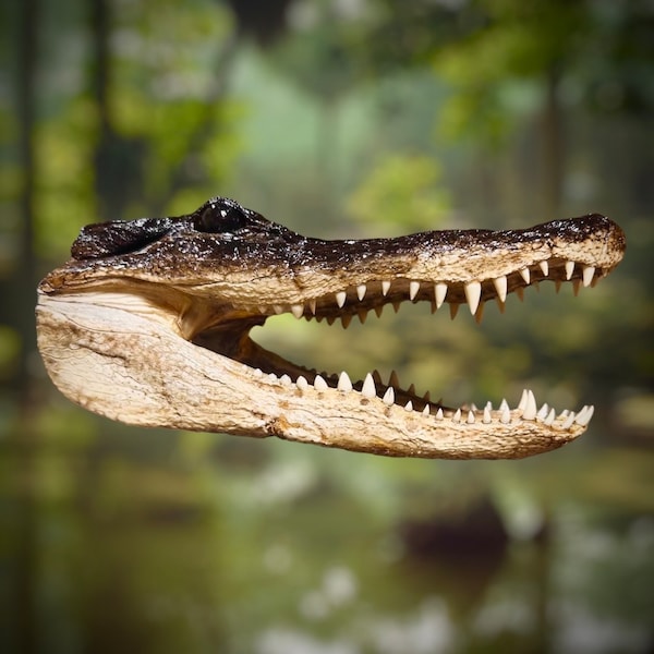 Alligator Heads - Etsy
