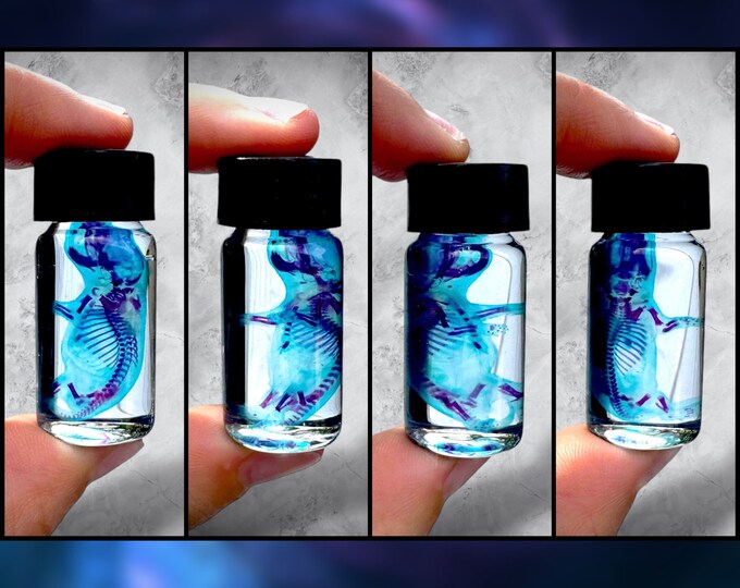 Real Preserved Diaphonized Mouse With Glass Jar - Wet Specimen - SEE ...