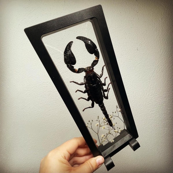 Scorpion - Etsy