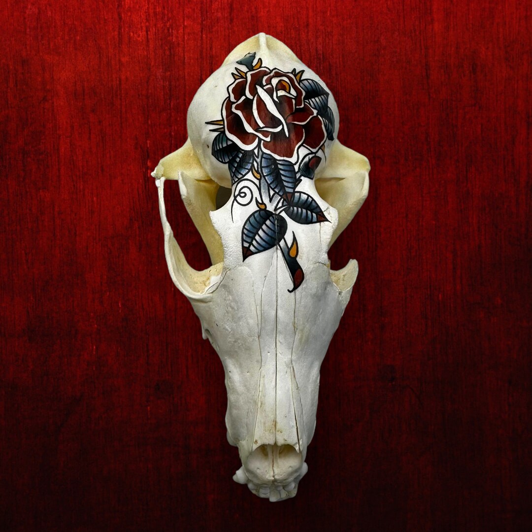 Real Fox Skull Oddities and Curiosities Gothic Home Decor - Etsy