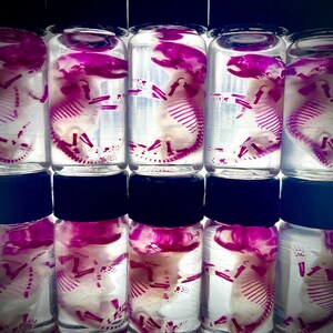 Real Preserved Diaphonized Mouse With Glass Jar Wet Specimen SEE CARE ...