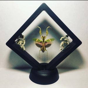XL Floating Praying Flower Mantis Taxidermy - Oddities and Curiosities ...