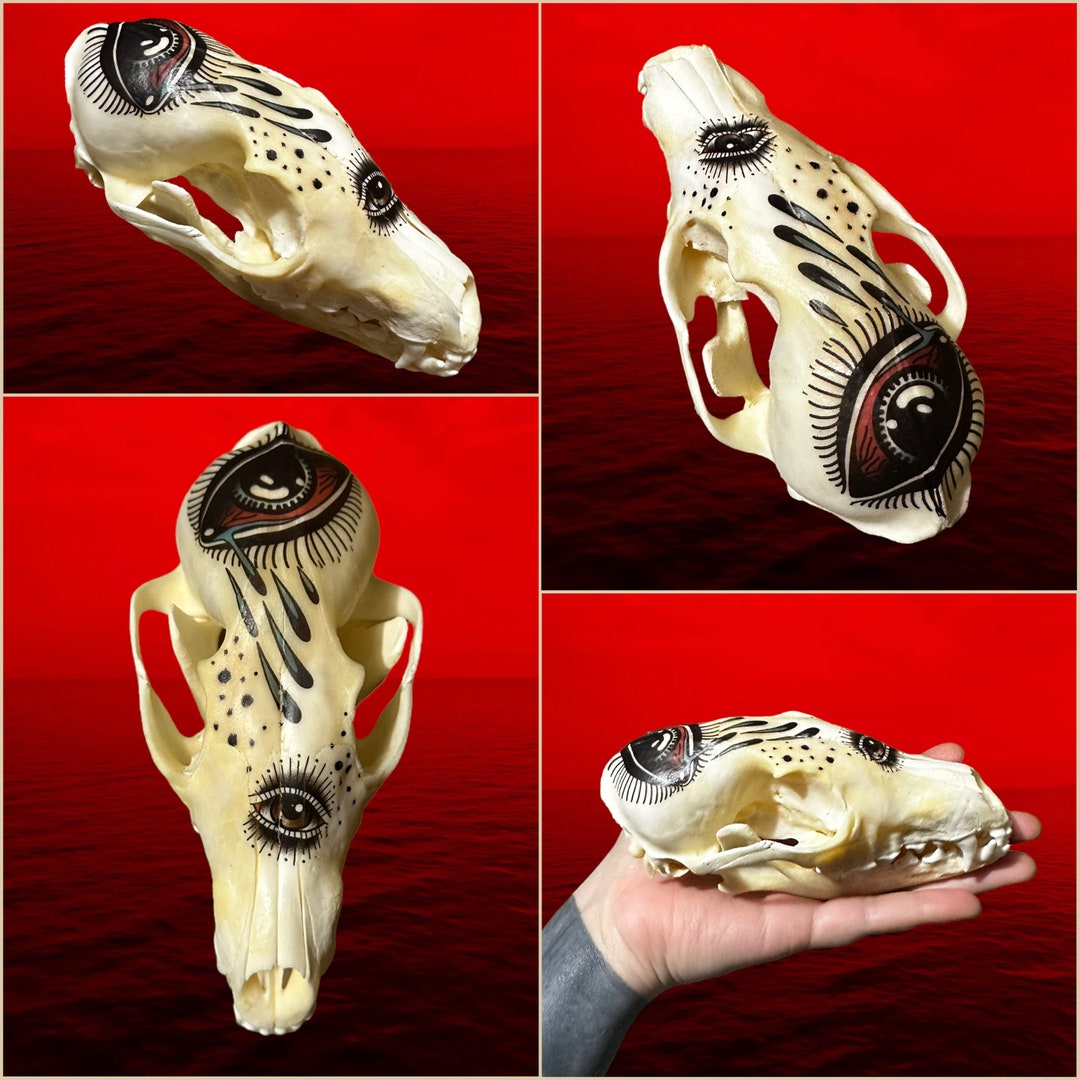 Real Fox Skull - Oddities and Curiosities - Gothic Home Decor ...
