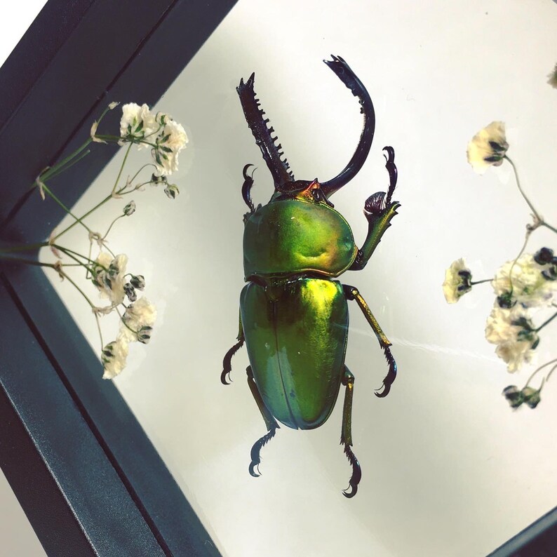 XL Floating Green Stag Beetle Taxidermy Lamprima Adolphinae - Etsy