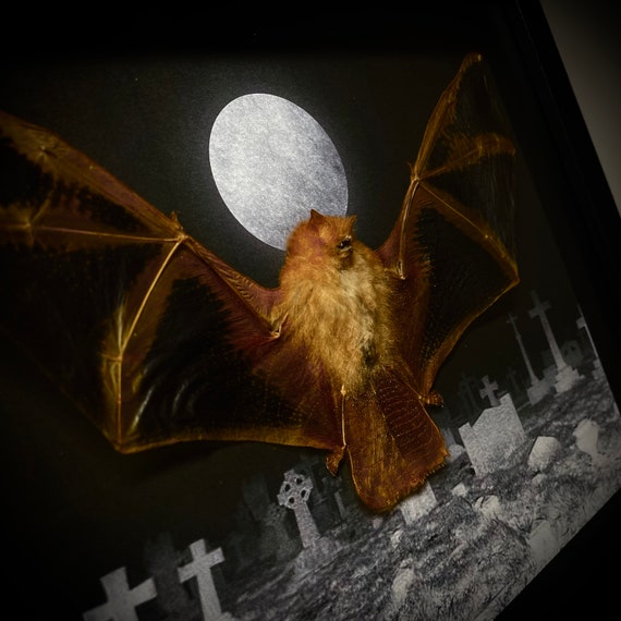 Taxidermy Orange and Black Bat with Graveyard Kerivoula picta Home ...
