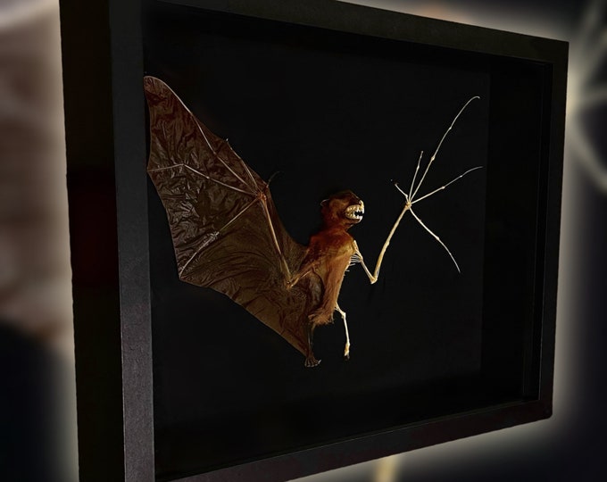 Framed Giant Taxidermy Mummified vampire Bat Half Bat Real Bat Skeleton ...