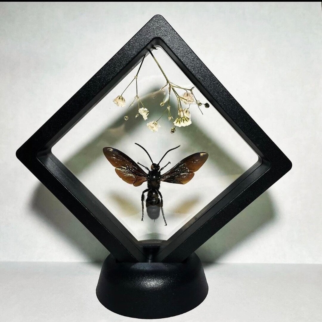 XL Floating Iridescent Black Wasp Taxidermy Megacolia Azurea Gothic ...