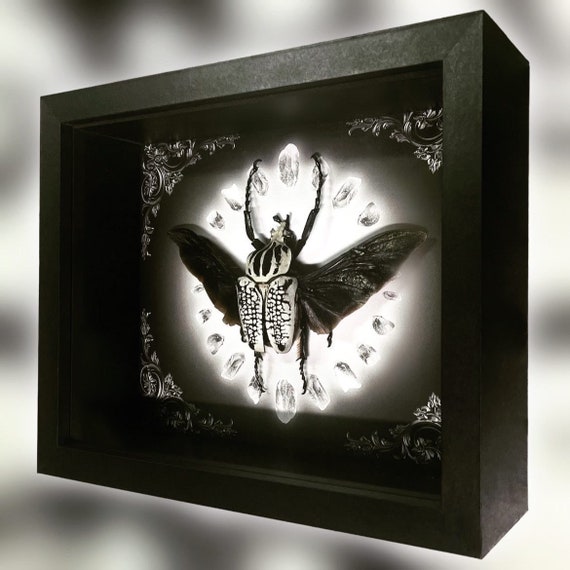 Taxidermy Giant Stag Beetle Goliath Stag Beetle Real - Etsy