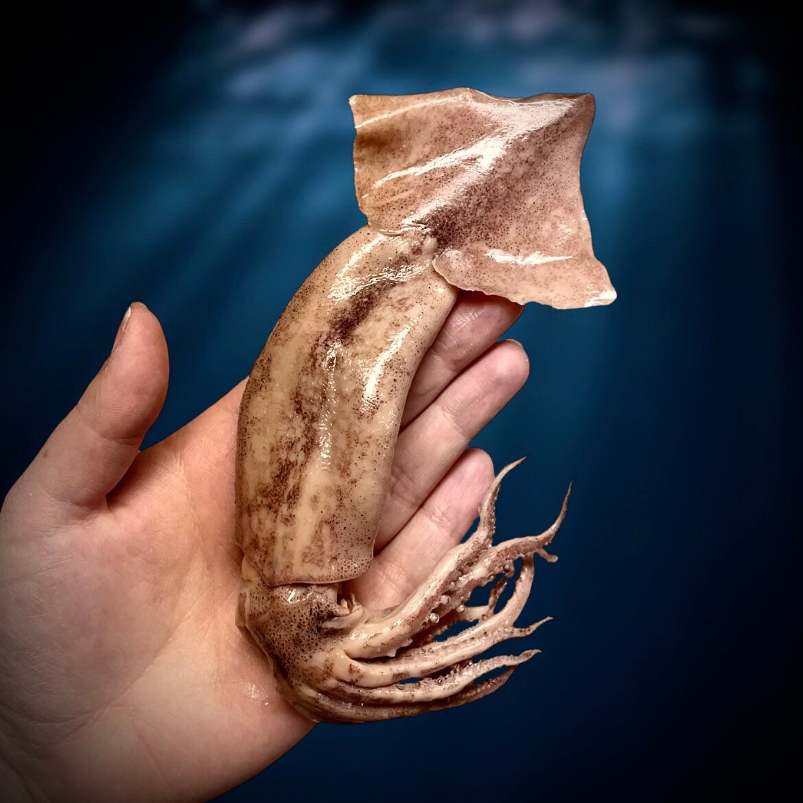 Real Preserved Squid With Glass Jar Wet Specimen - Etsy