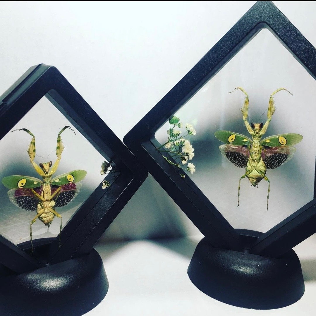 XL Floating Praying Flower Mantis Taxidermy - Oddities and Curiosities ...