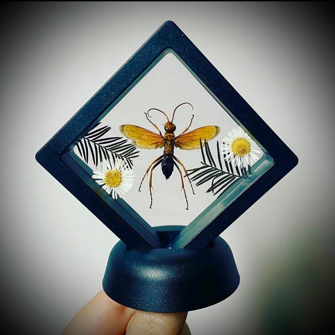 Floating Taxidermy Golden Hornet Wasp Display Large Wasp - Etsy
