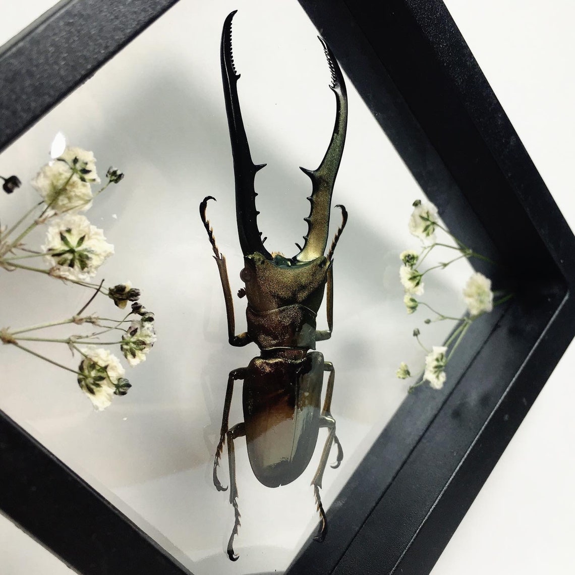 XL Floating Metallic Stag Beetle Taxidermy - Etsy