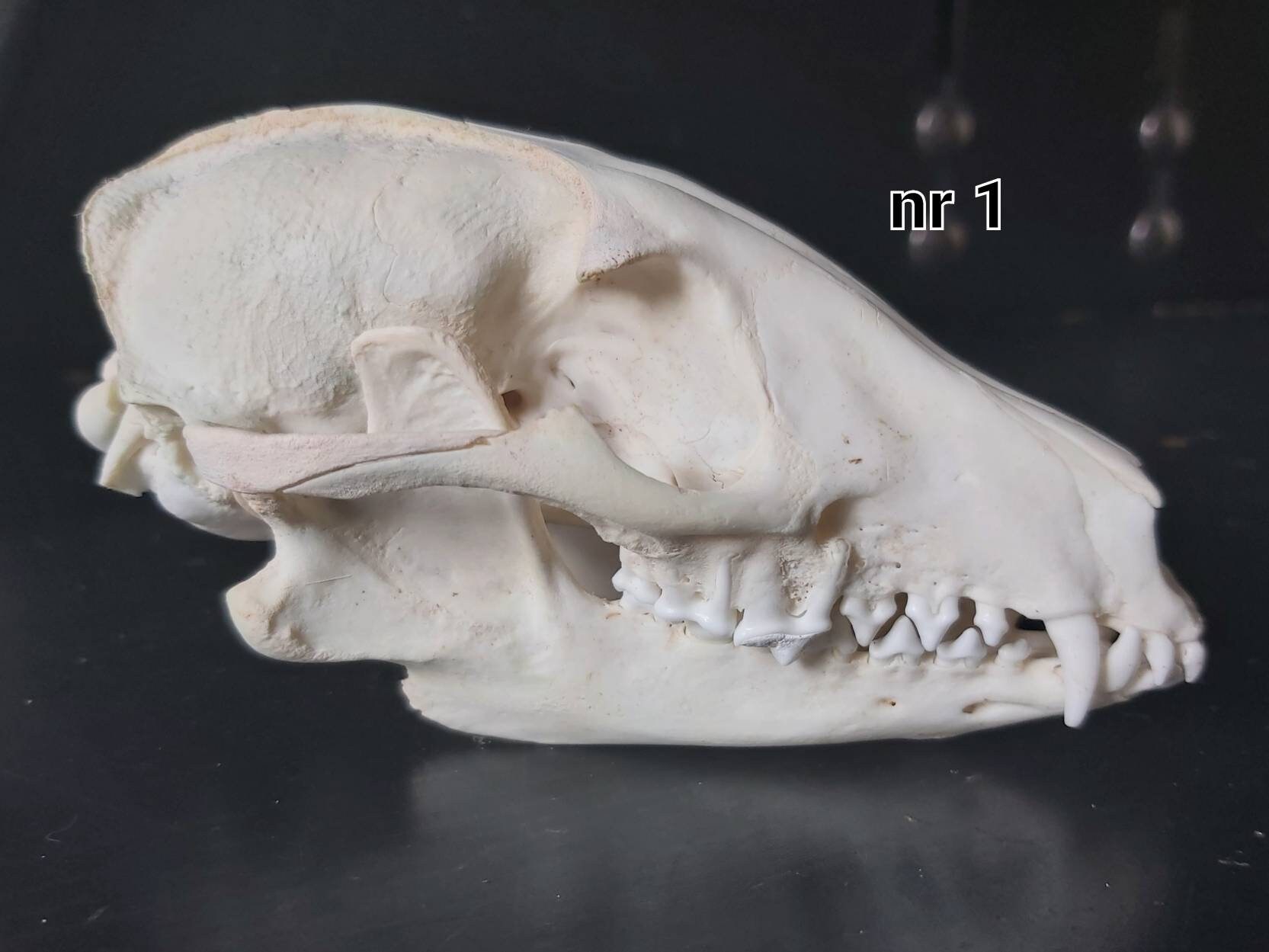 Tanuki Skull - Etsy
