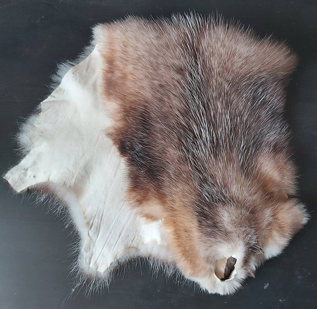 American Opossum Pelt - Etsy