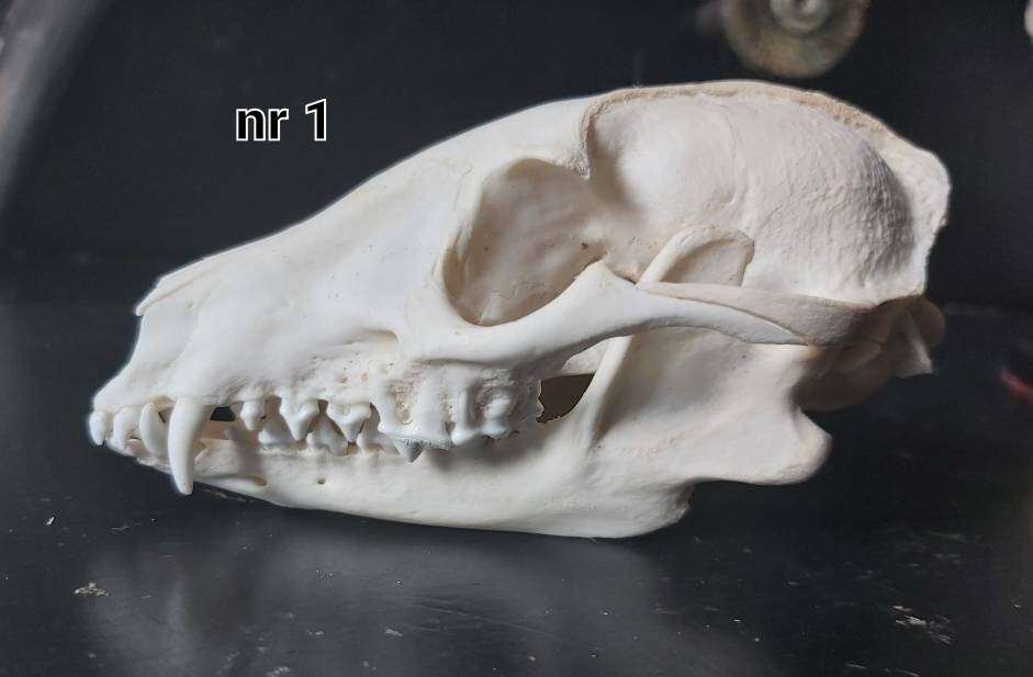 Tanuki Skull - Etsy