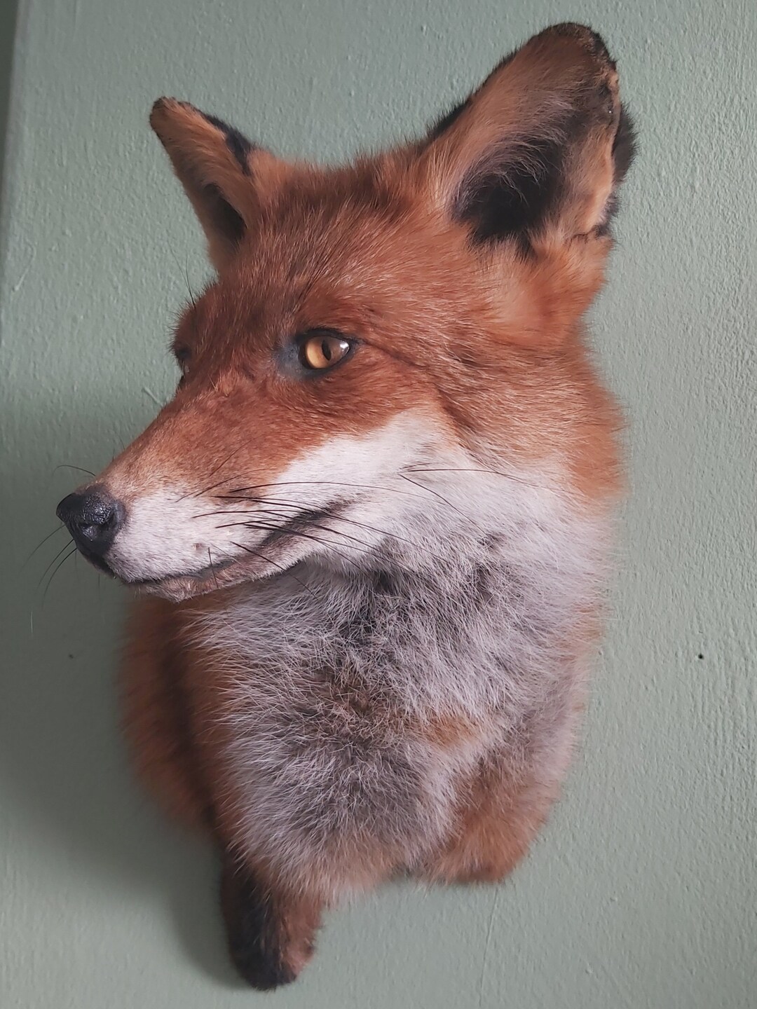 Red Fox Shouldermount Taxidermy - Etsy UK