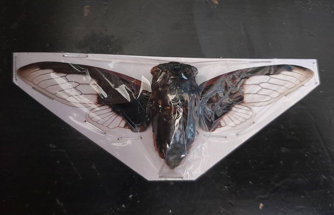 Dried Bat Wing Cicada for Insect Pinning - Etsy