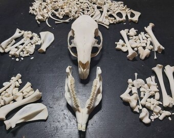 Capybara Taxidermy - Etsy UK