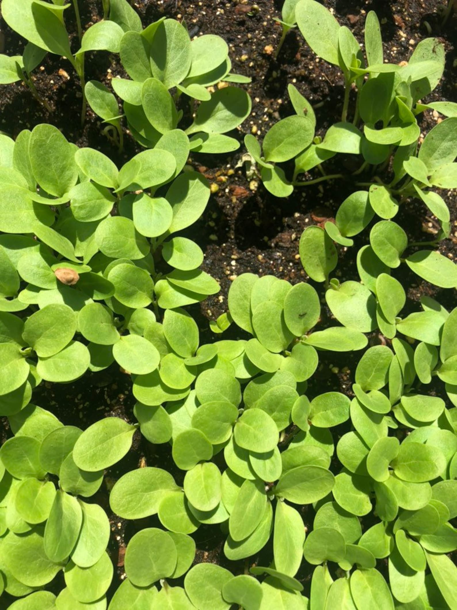 Milkweed Calotropis Procera Asclepias Seeds - Etsy