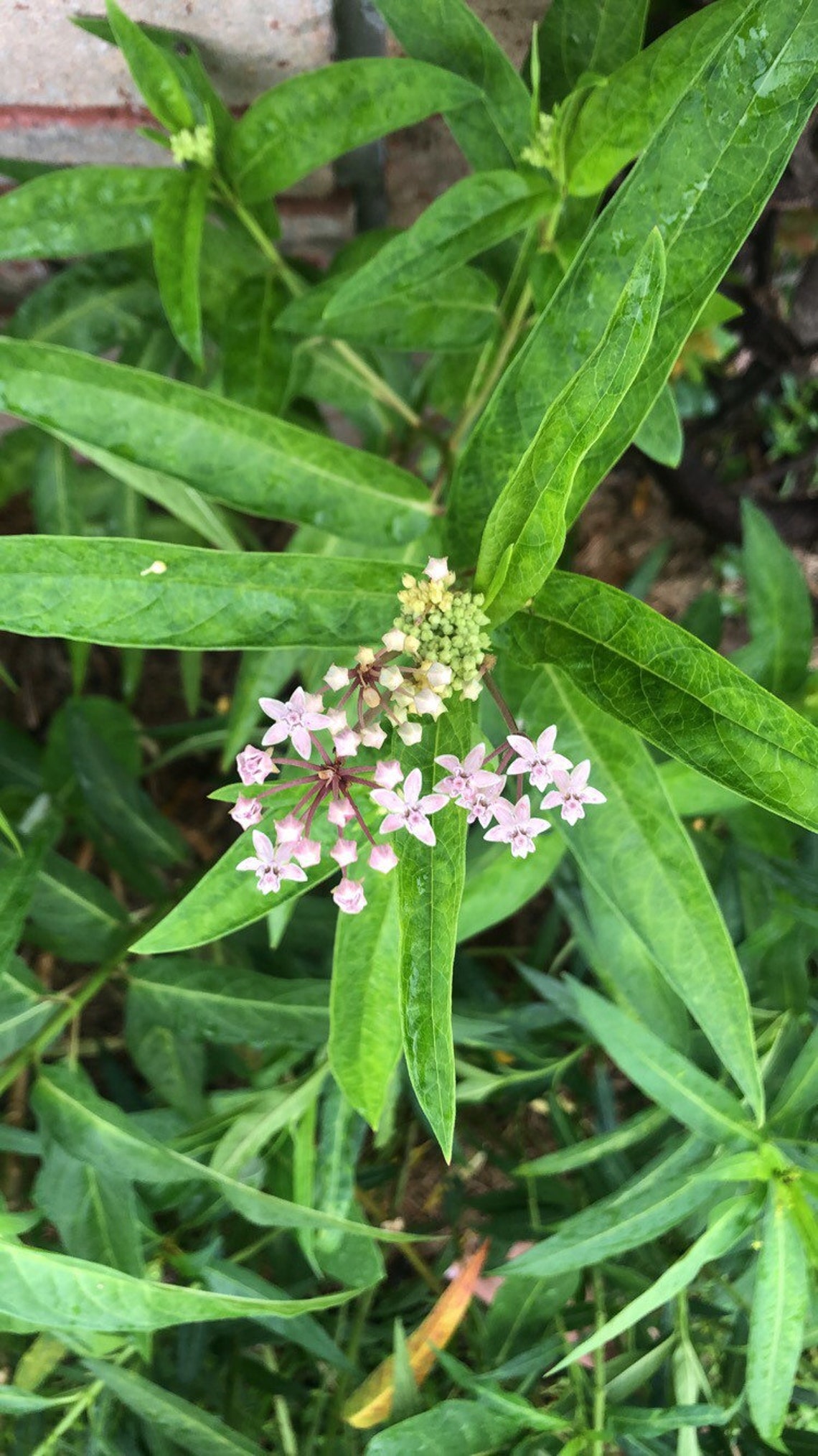 Pink Swamp (asclepias Incarnata) Milkweed Seeds - Etsy